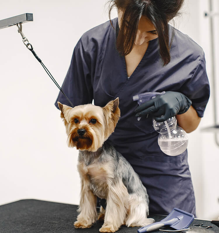 Toilettage pour chien - Realdeals.ch